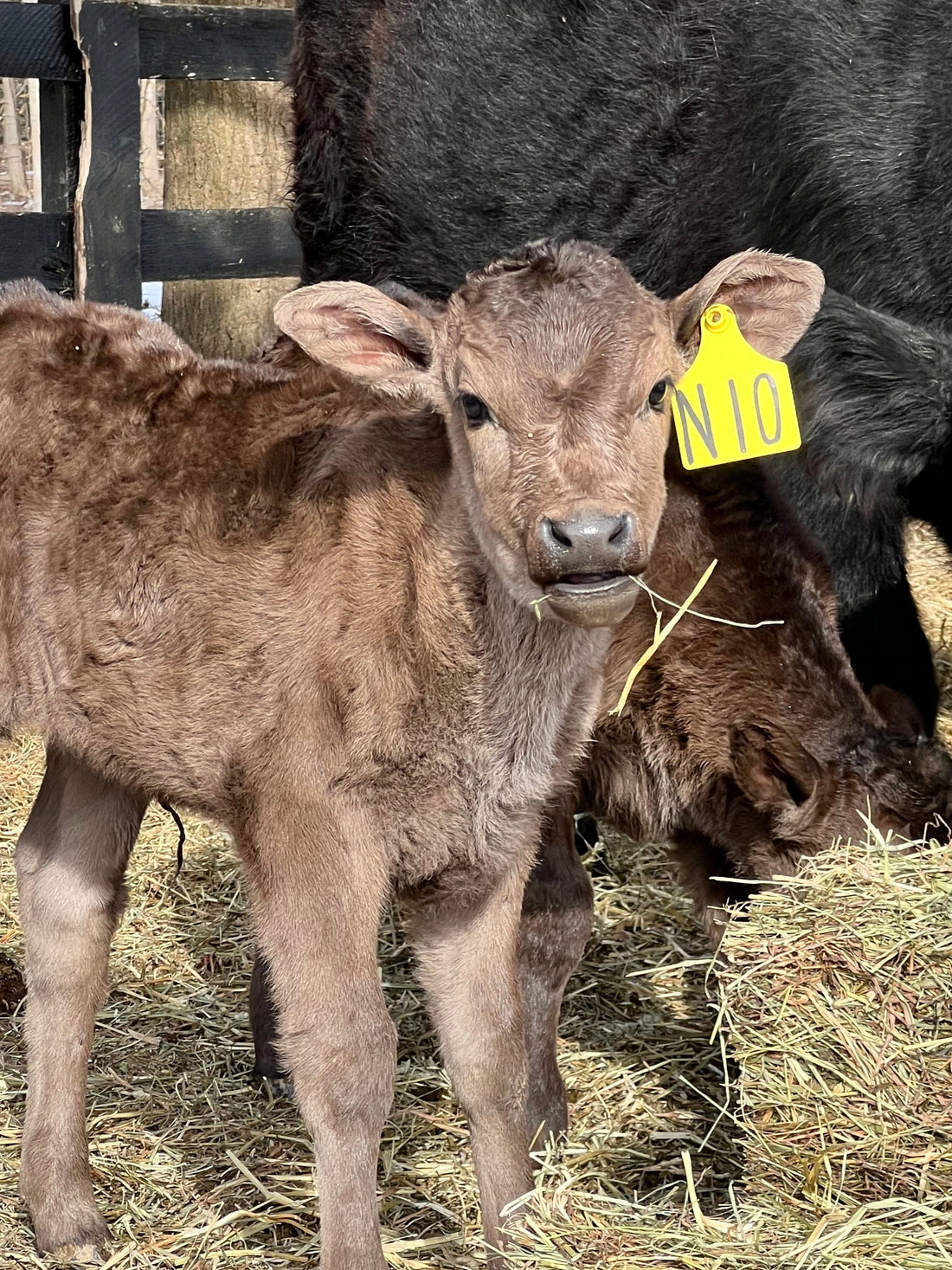 Willy's Wagyu – Willy's Wagyu